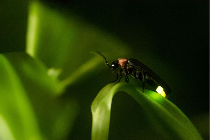 Public asked to participate in West Virginia firefly project - WOAY-TV