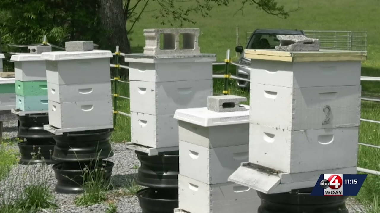 Honey bees buzzing this spring, helping humans with nutrients