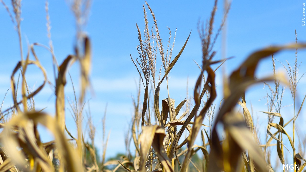 Annual corn maze and pumpkin patch kicks off for Fall - WOAY-TV