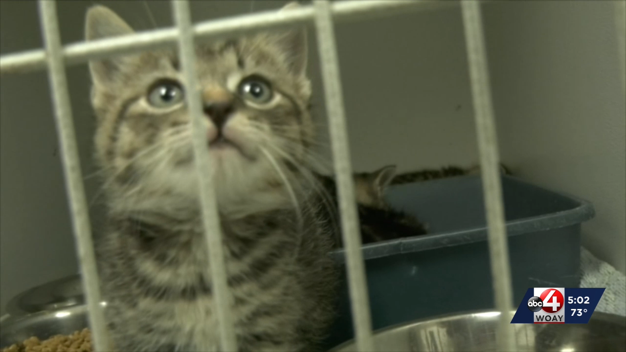 Mercer County Animal Shelter issues CODE RED - WOAY-TV