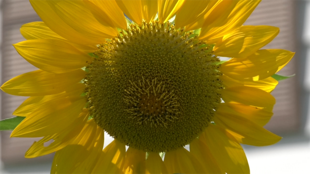 SCARBRO-SUNFLOWER-1024x576.png
