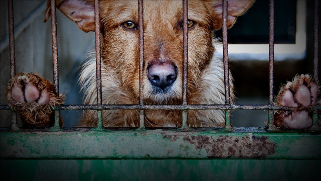 Neglected Dogs Rescued in Raleigh County - WOAY-TV