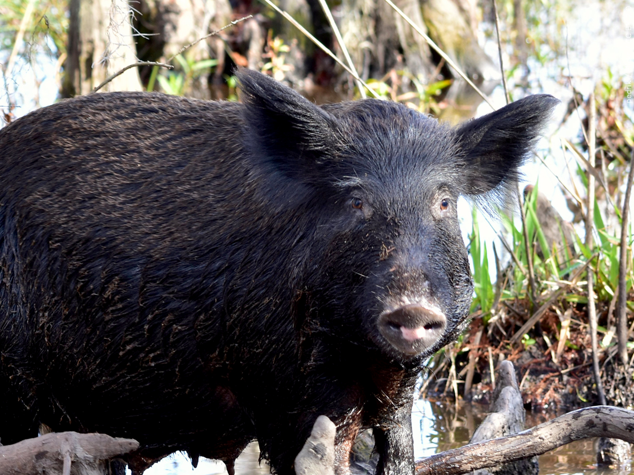 Wild boar archery and firearms season opens in select counties February ...
