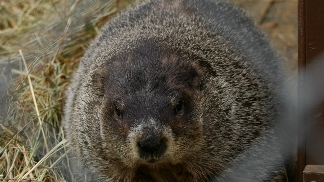 Groundhog Day: French Creek Freddie’s Predicition - WOAY-TV