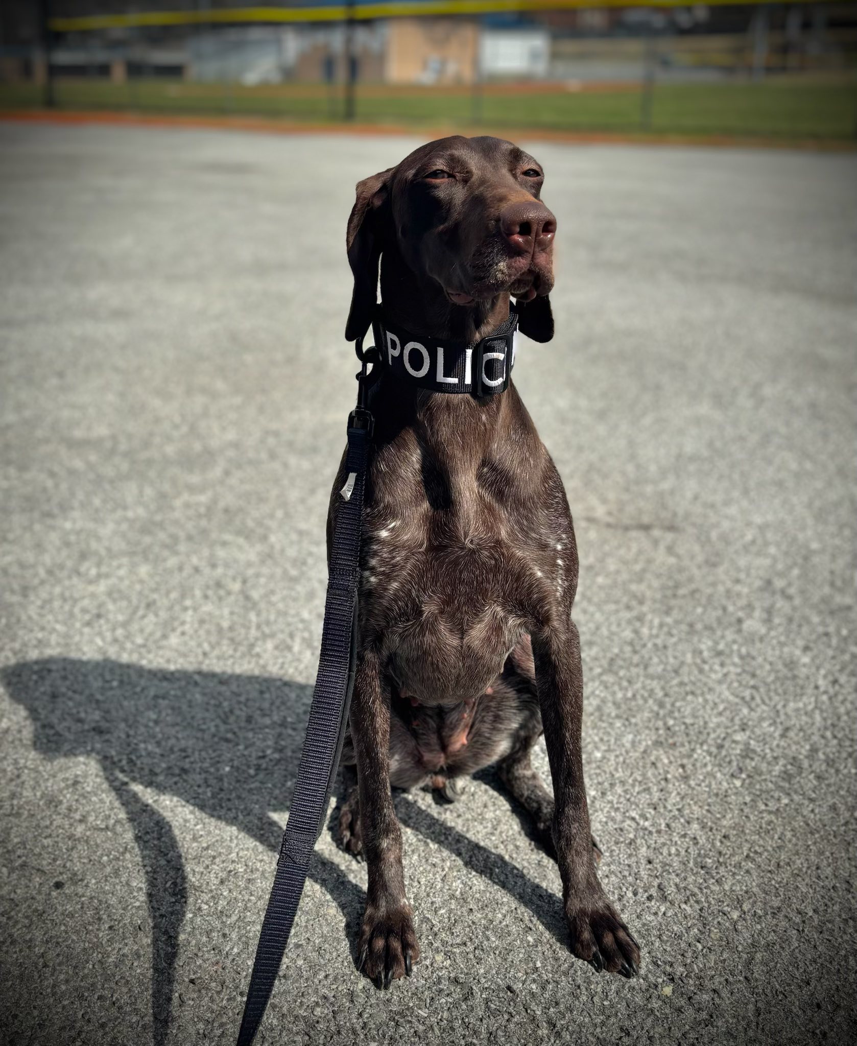 Richlands Police Department introduces K9 officer Nala - WOAY-TV